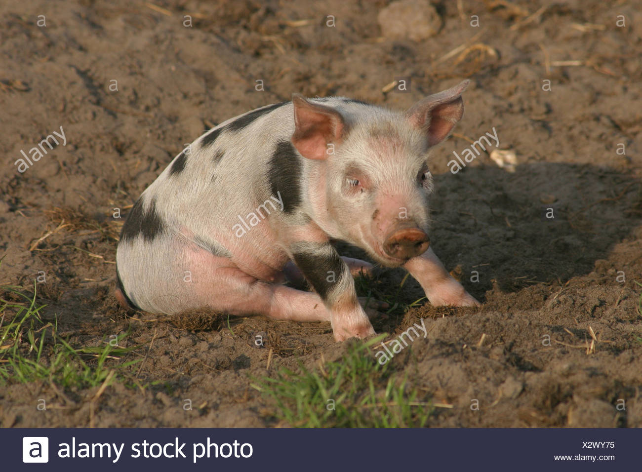 Porkling High Resolution Stock Photography and Images - Alamy