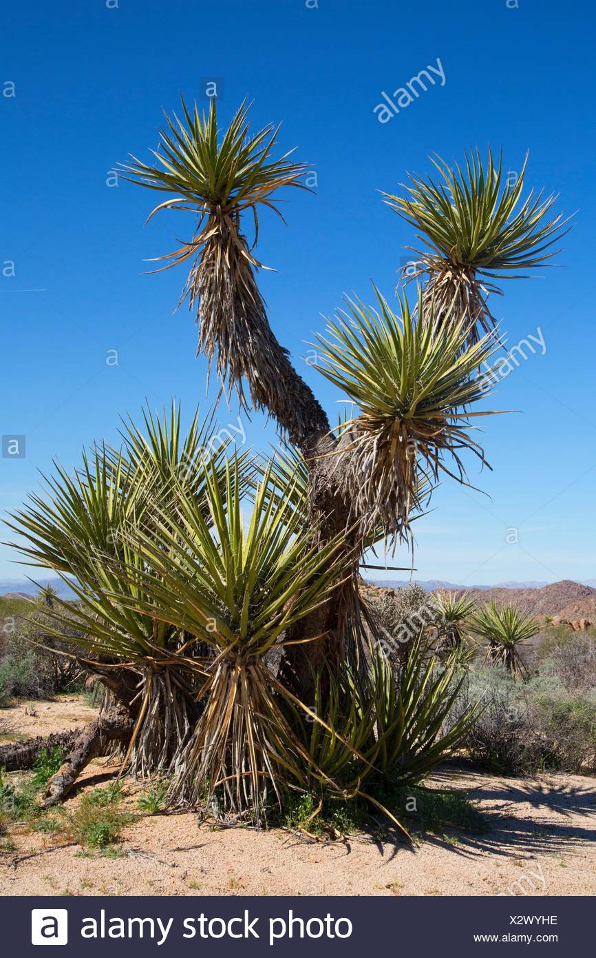 Yucca Palms High Resolution Stock Photography and Images - Alamy