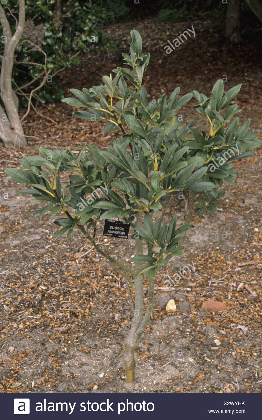 Ash Sapling Trees High Resolution Stock Photography and Images - Alamy