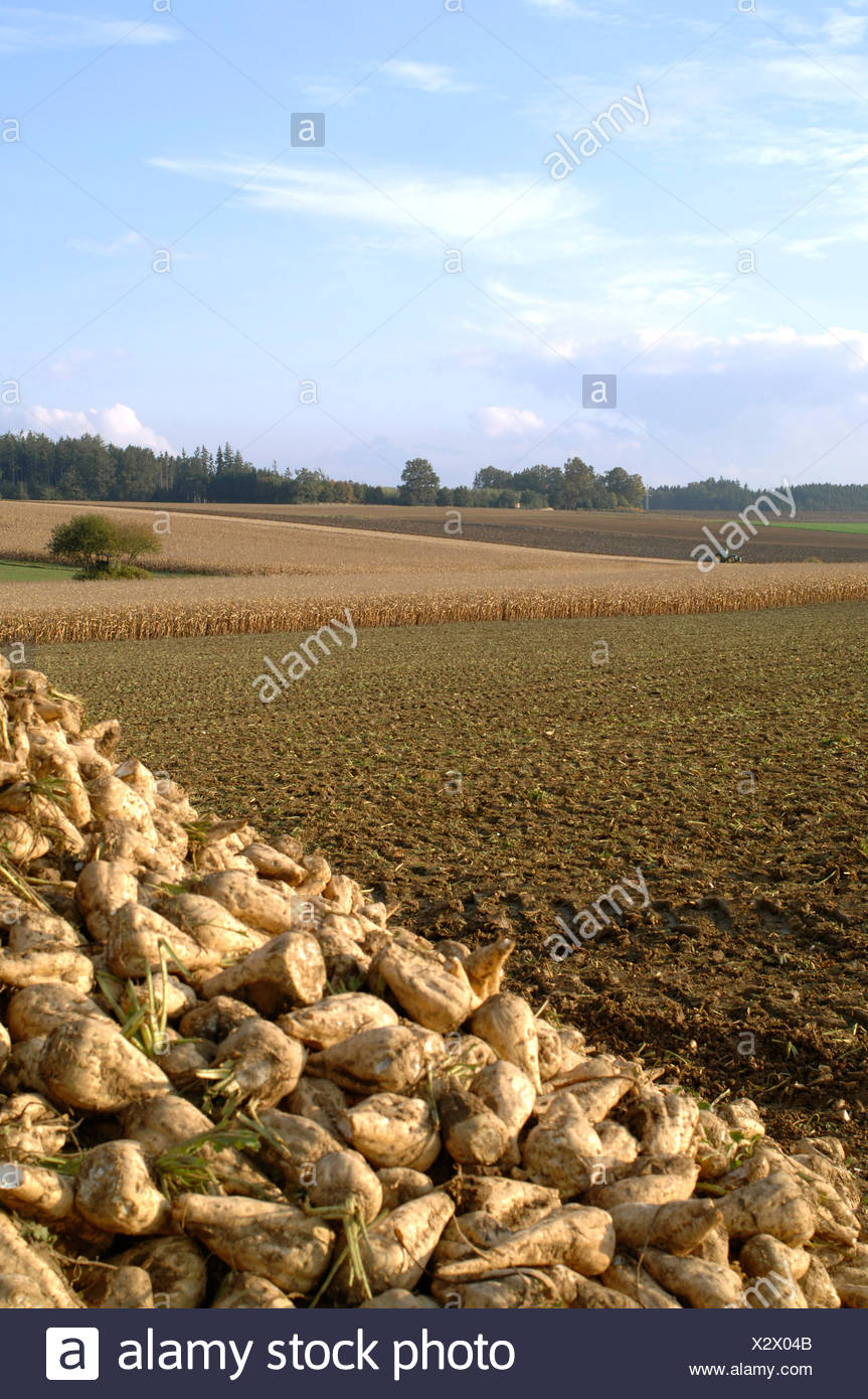 Sugar Beet Fields High Resolution Stock Photography and Images - Alamy