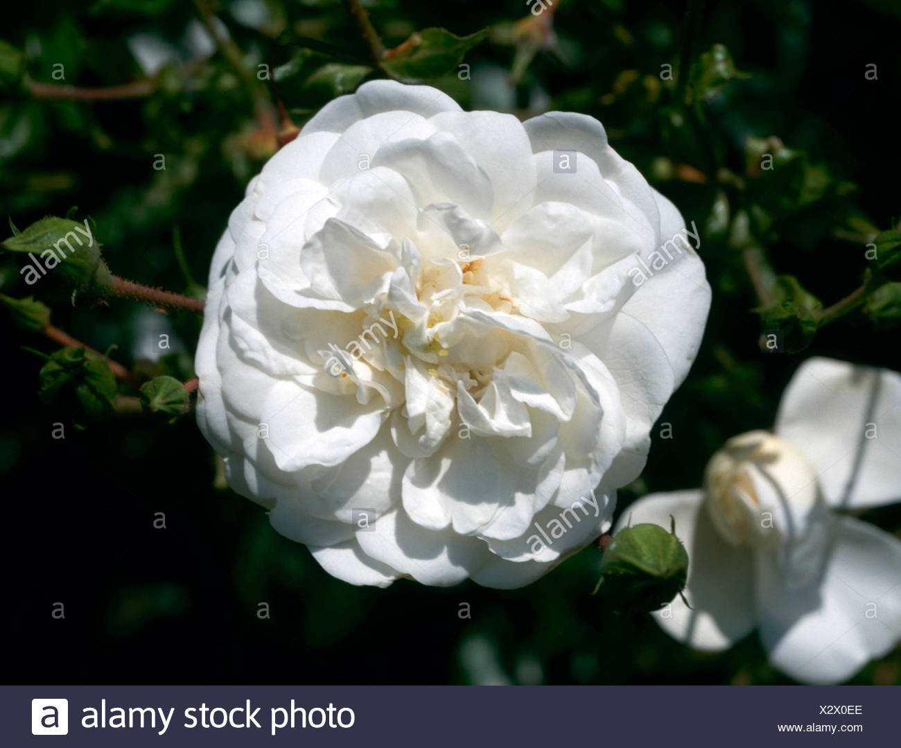 Rosa Sanders White Rambler Agm High Resolution Stock Photography and ...
