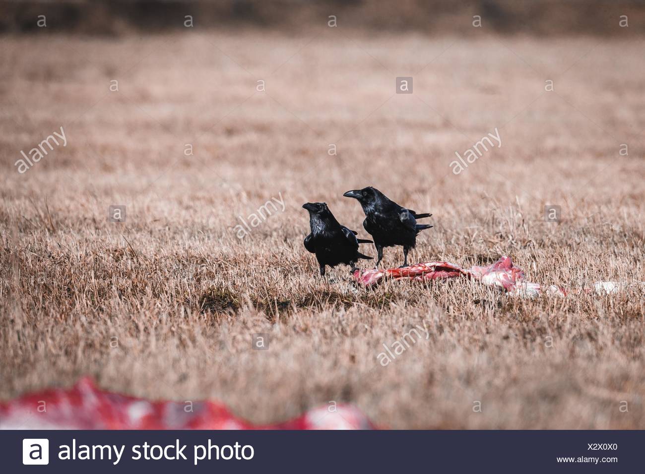 Eating Crows High Resolution Stock Photography and Images - Alamy