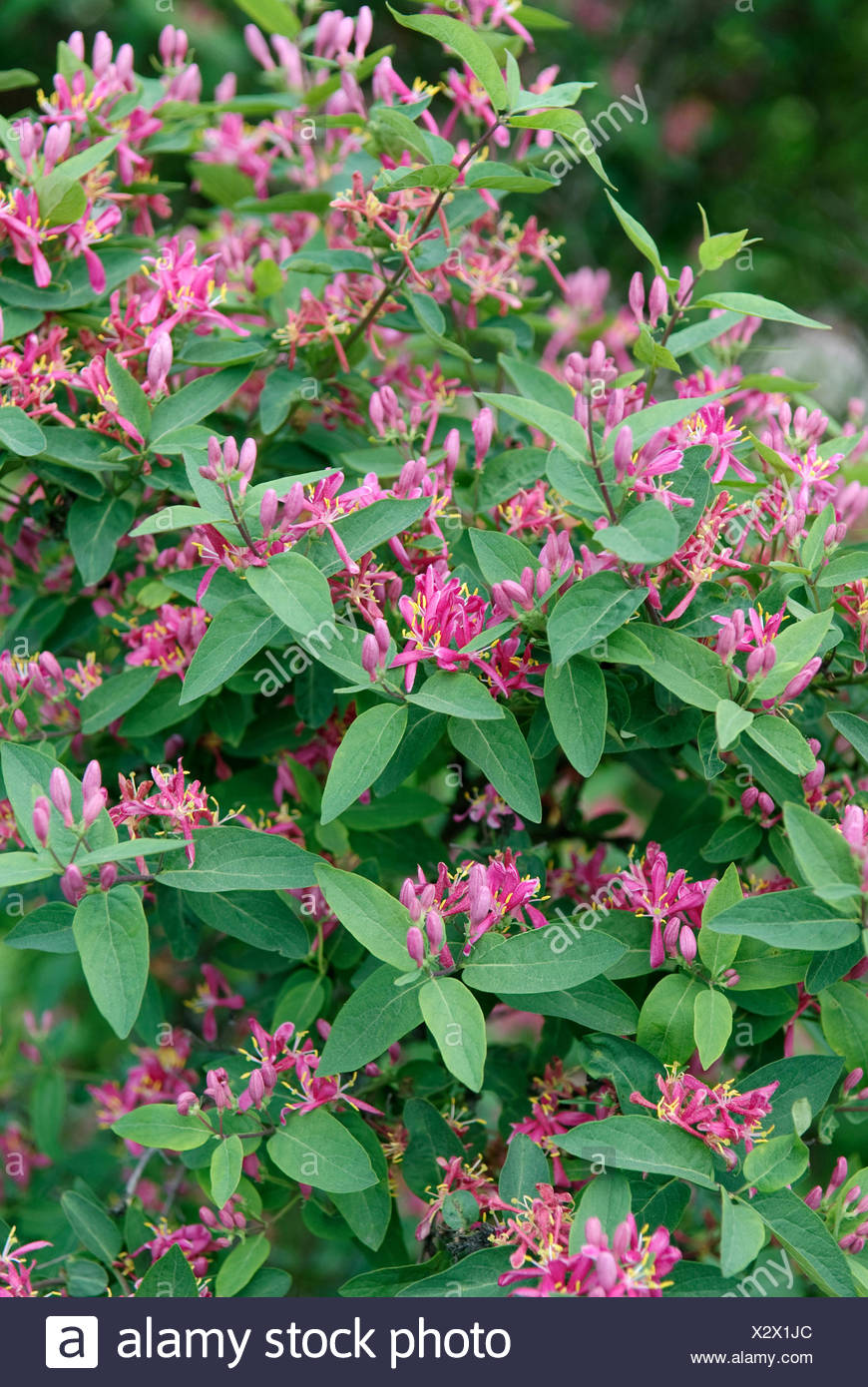 Honeysuckle Hacks Red High Resolution Stock Photography and Images - Alamy
