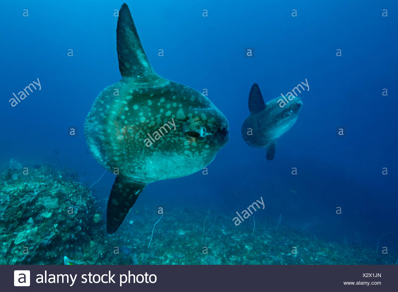 Sunfish Ocean Sunfish Mola Mola High Resolution Stock Photography and ...