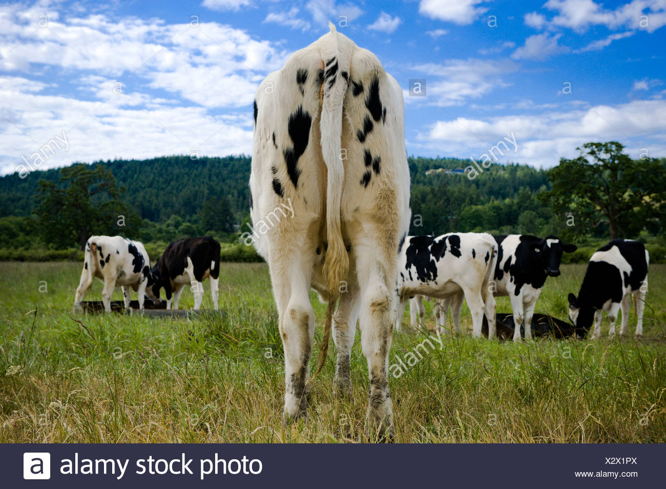 Cow Rear End Stock Photos & Cow Rear End Stock Images - Alamy