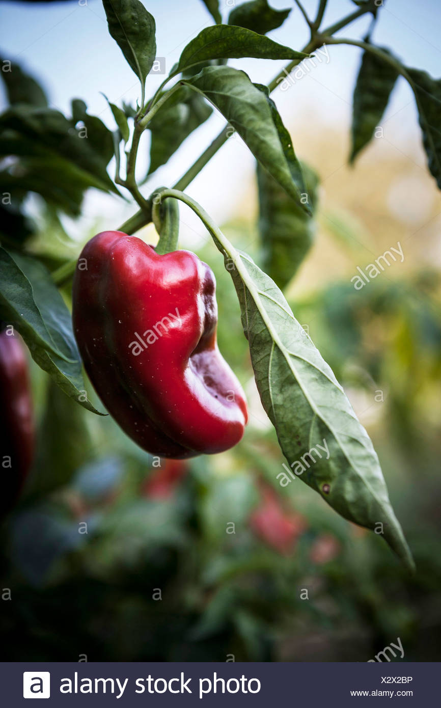 Single Red Chilli High Resolution Stock Photography and Images - Alamy
