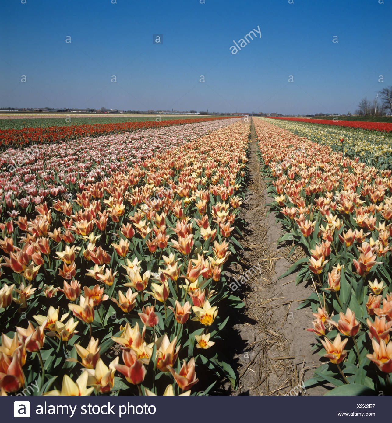 Flowering Bulb Fields High Resolution Stock Photography and Images - Alamy