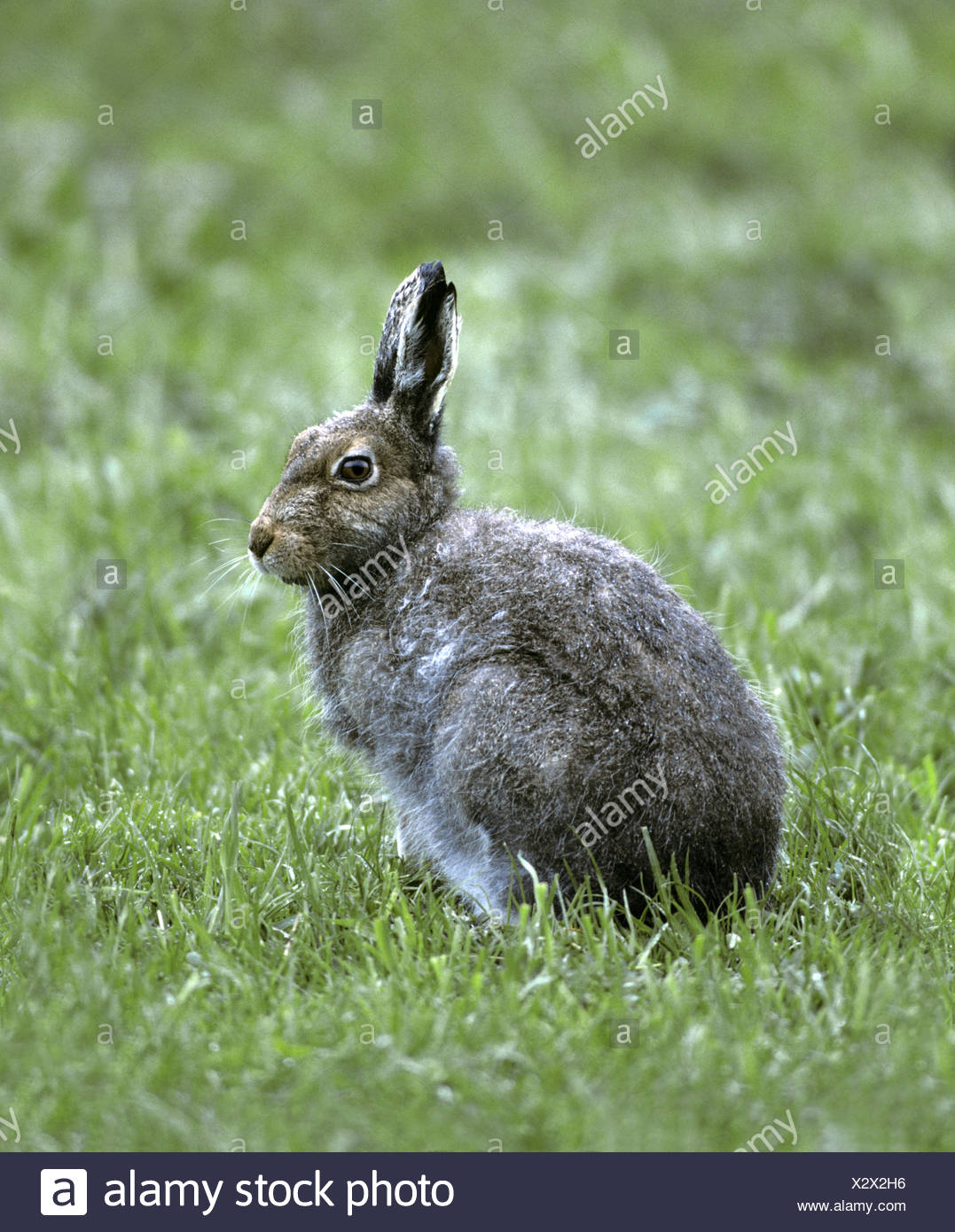 The Mountain Hare High Resolution Stock Photography and Images - Alamy
