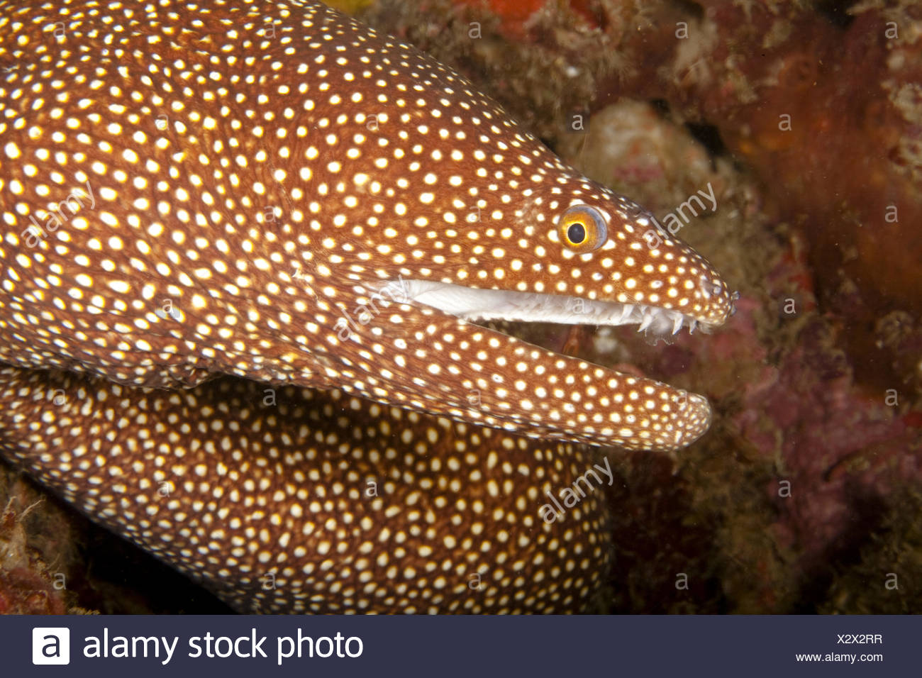 Pointed Teeth High Resolution Stock Photography and Images - Alamy