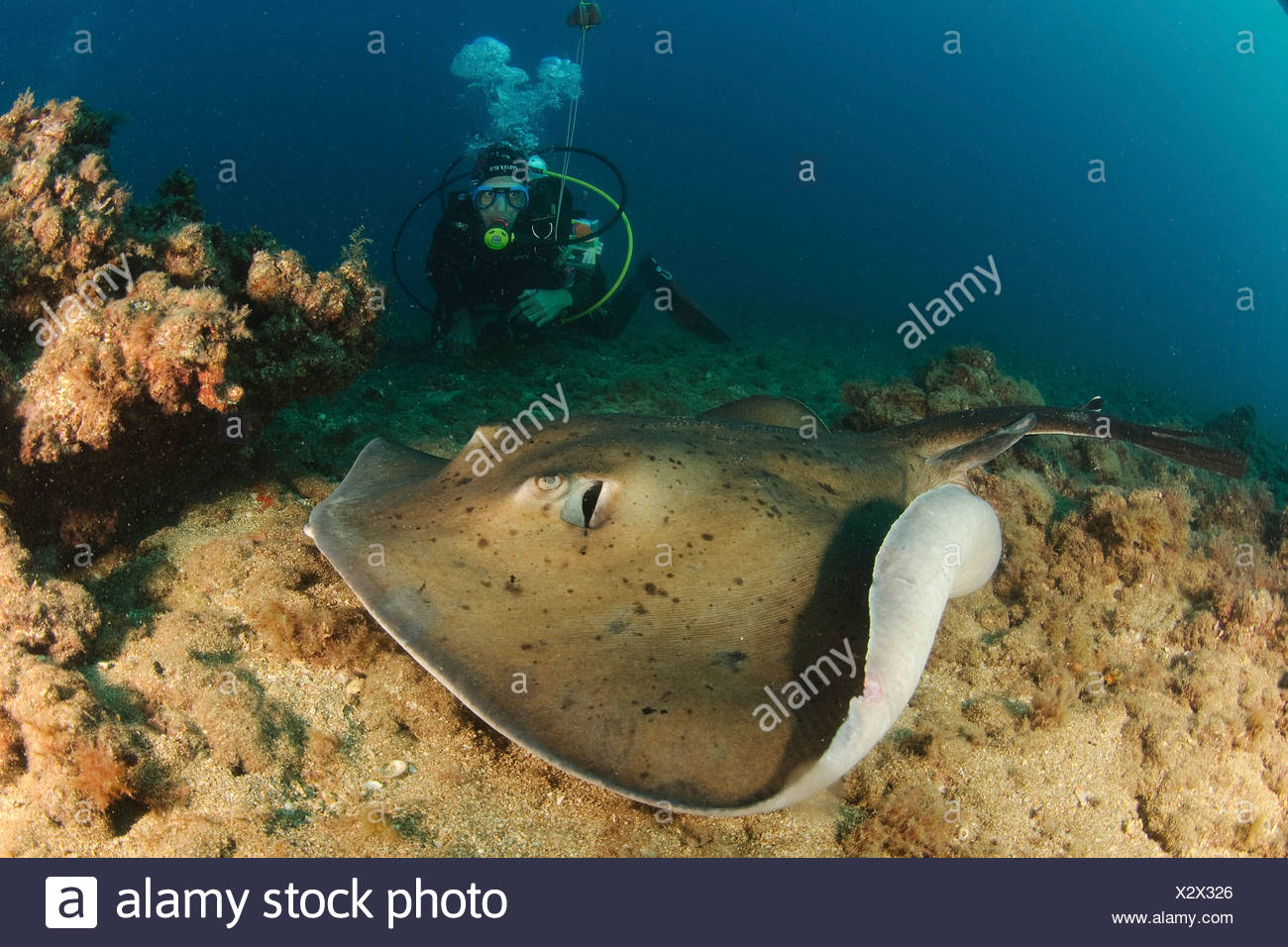 Trygon High Resolution Stock Photography and Images - Alamy