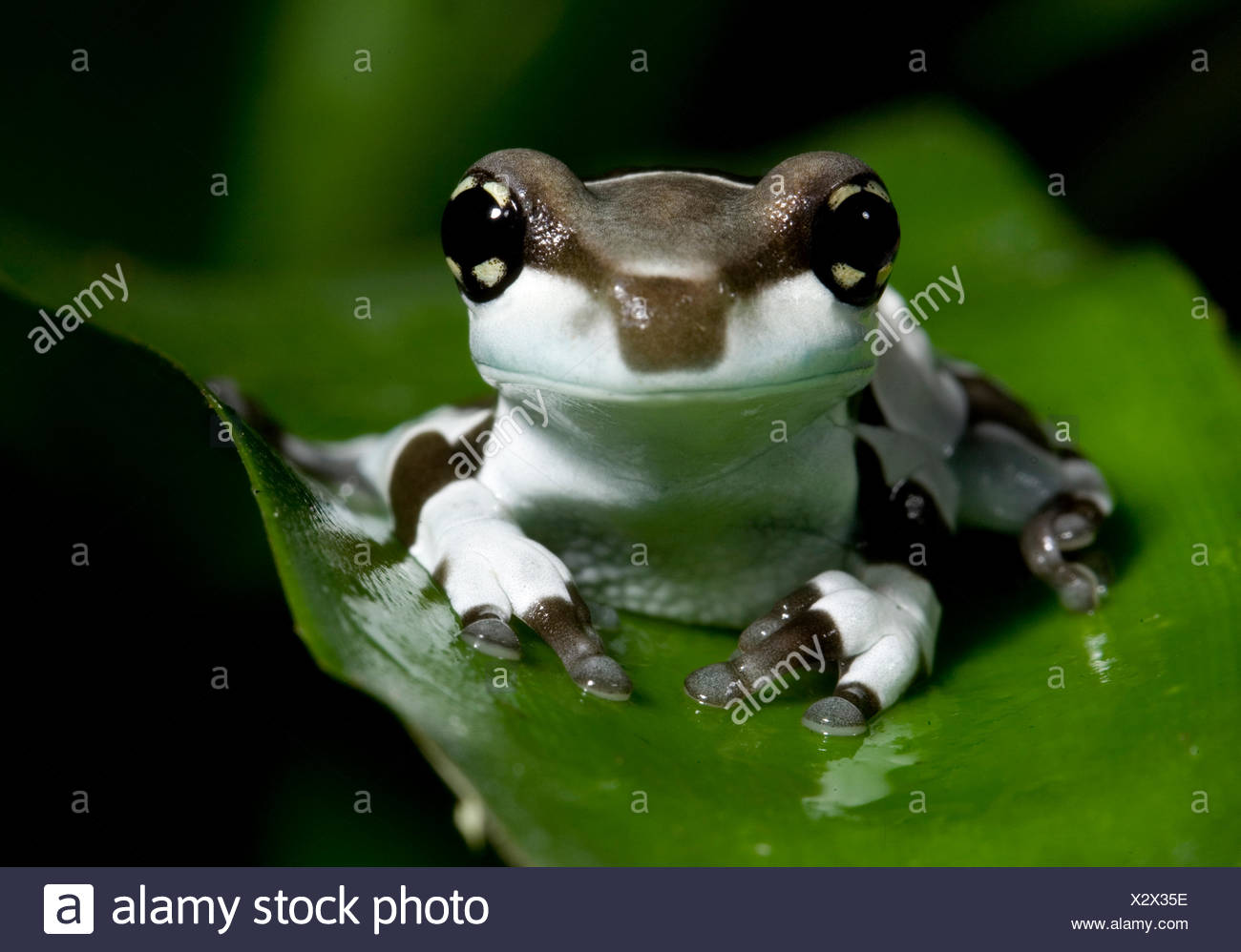 Milk Frog High Resolution Stock Photography and Images - Alamy