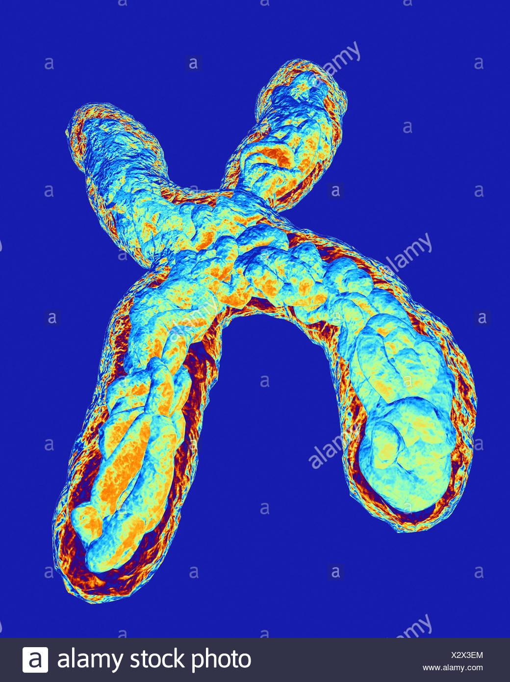 Single Chromosome High Resolution Stock Photography and Images - Alamy