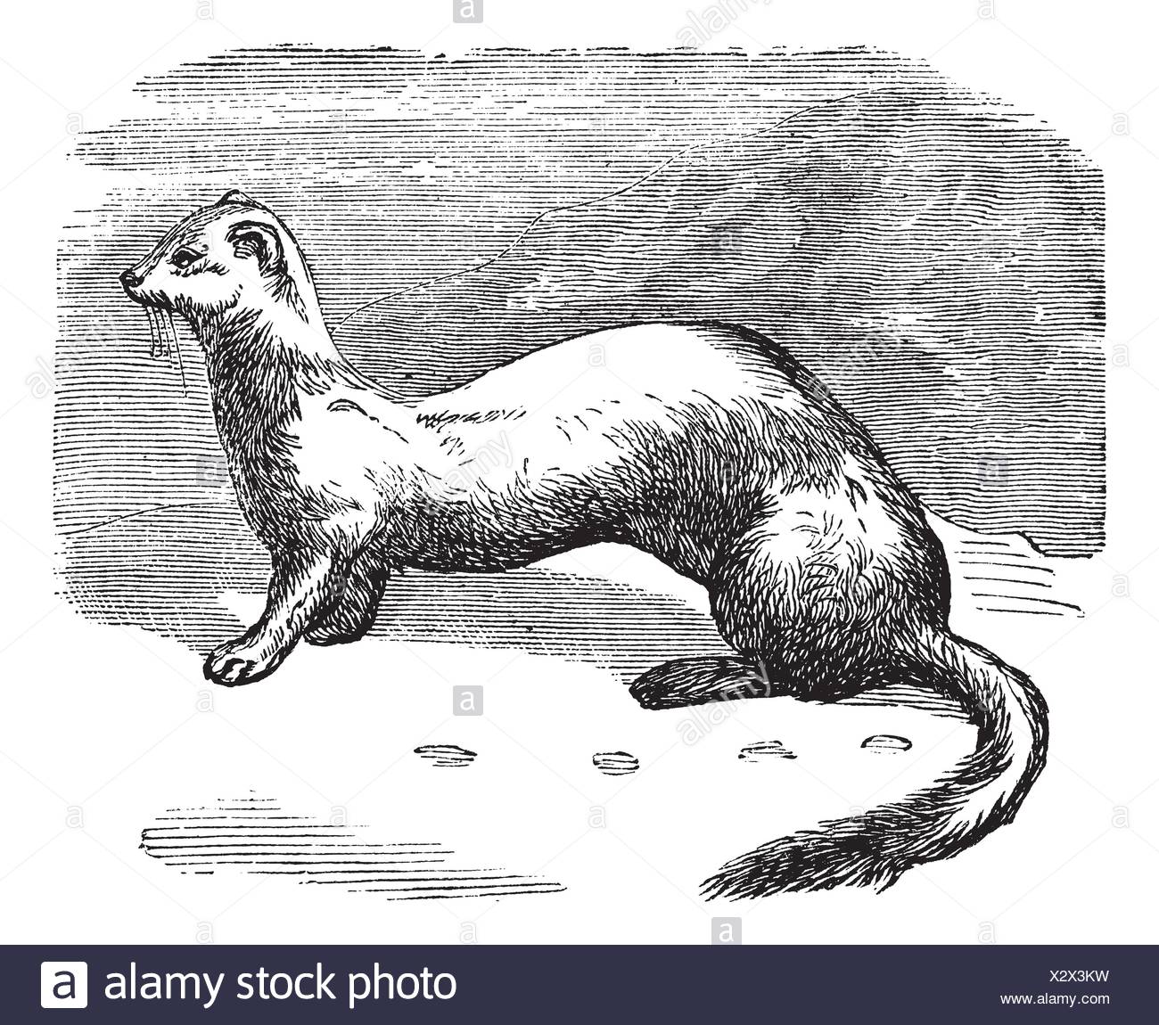Weasel Cut Out Stock Images & Pictures - Alamy Weasel Cut Out Stock Images & Pictures - Alamy