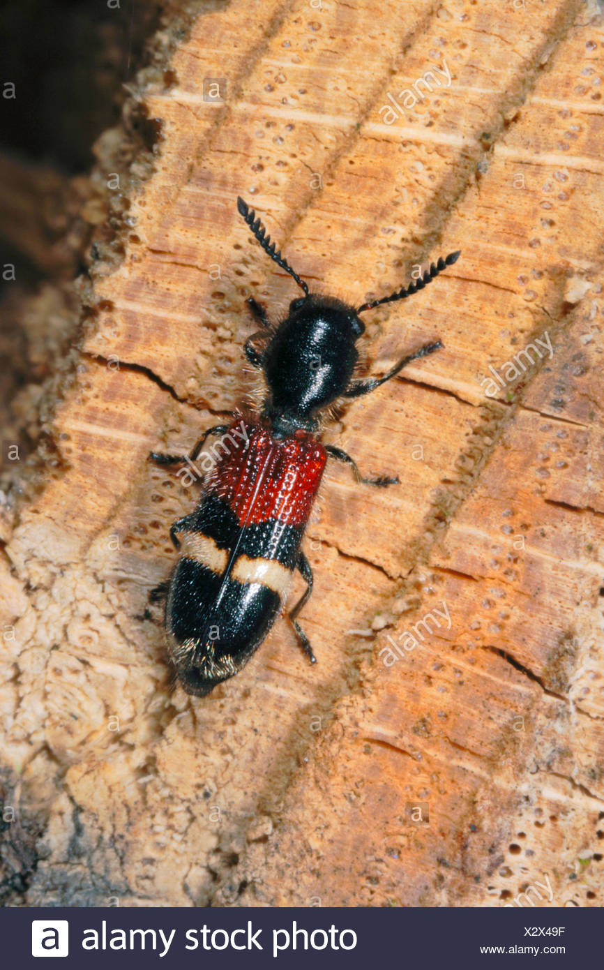 Cleridae Checkered Beetle Beetles High Resolution Stock Photography and ...