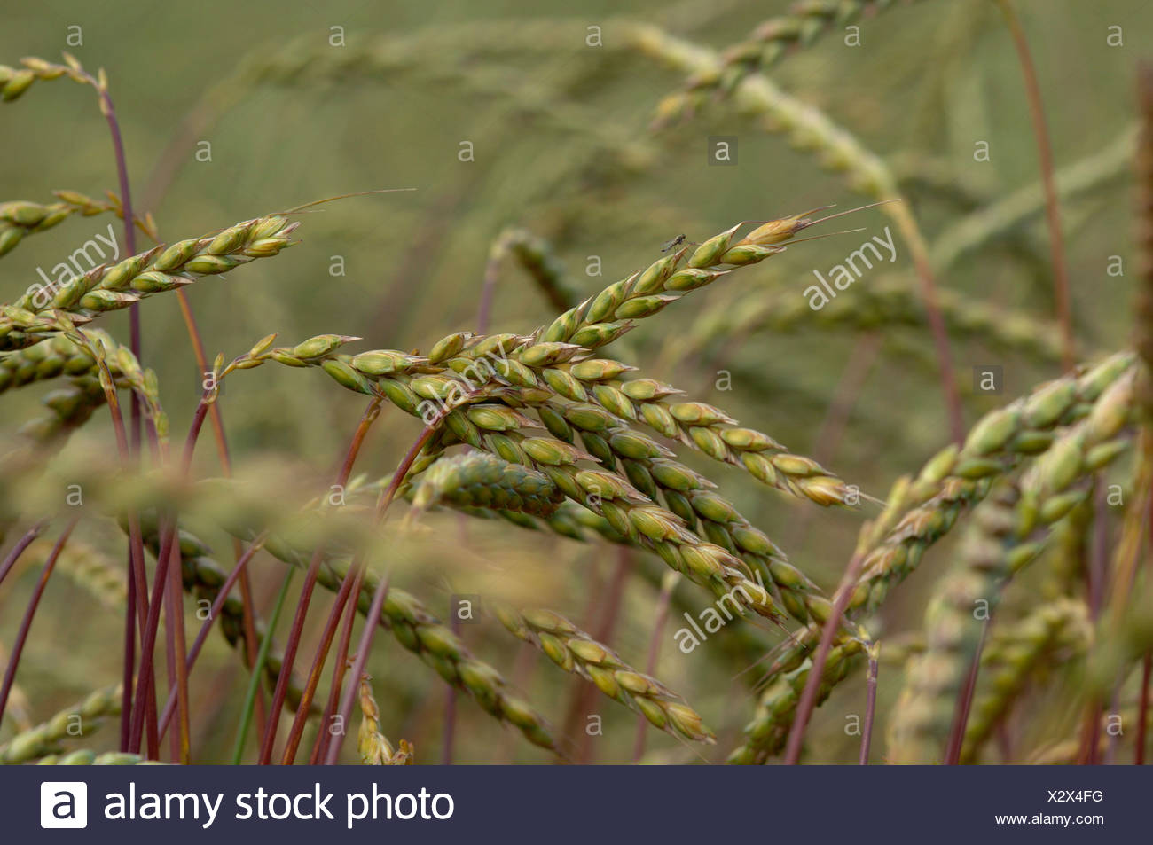 Spelt Wheat Triticum Spelta High Resolution Stock Photography and ...