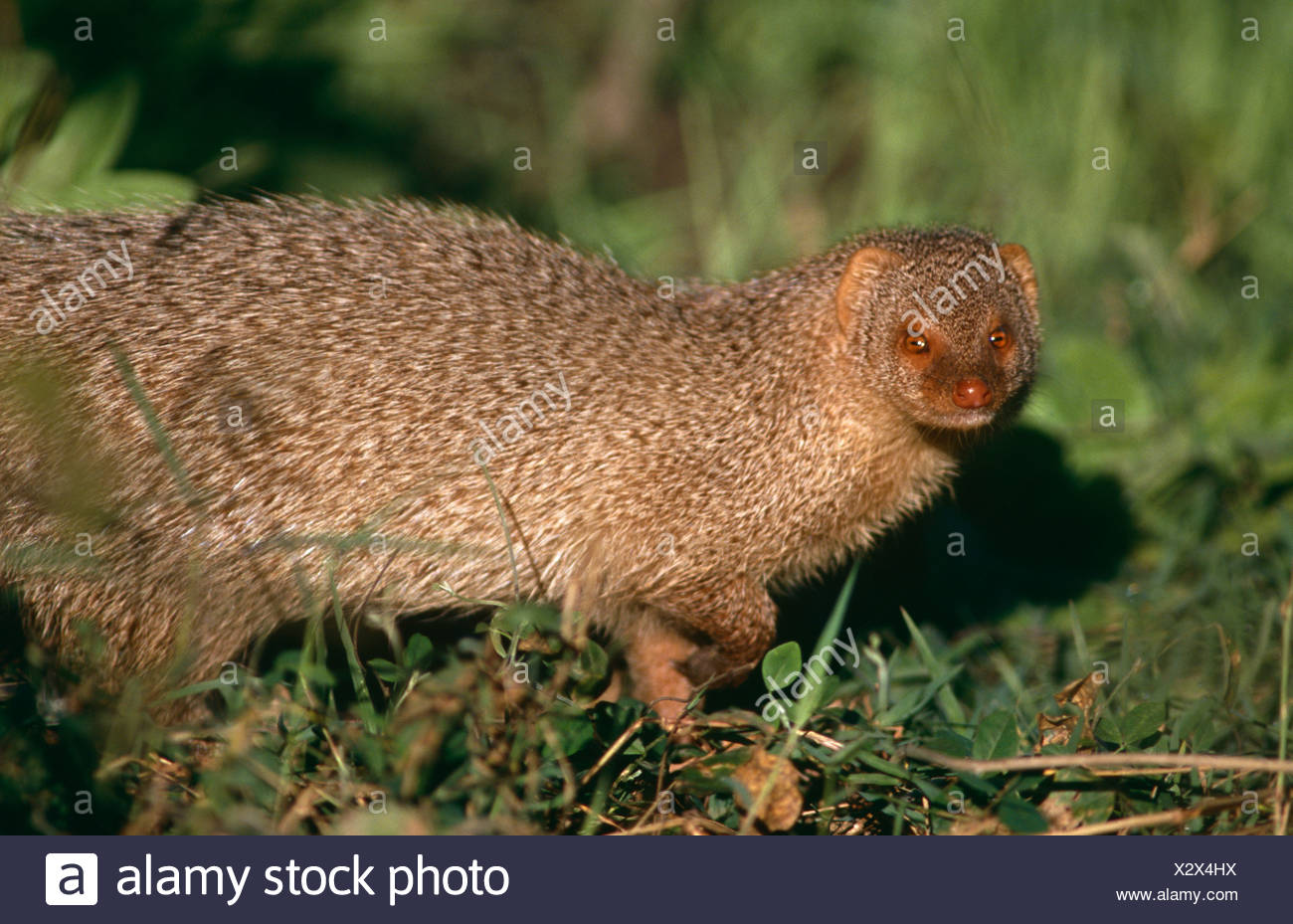 Indian Grey Mongooses High Resolution Stock Photography and Images - Alamy