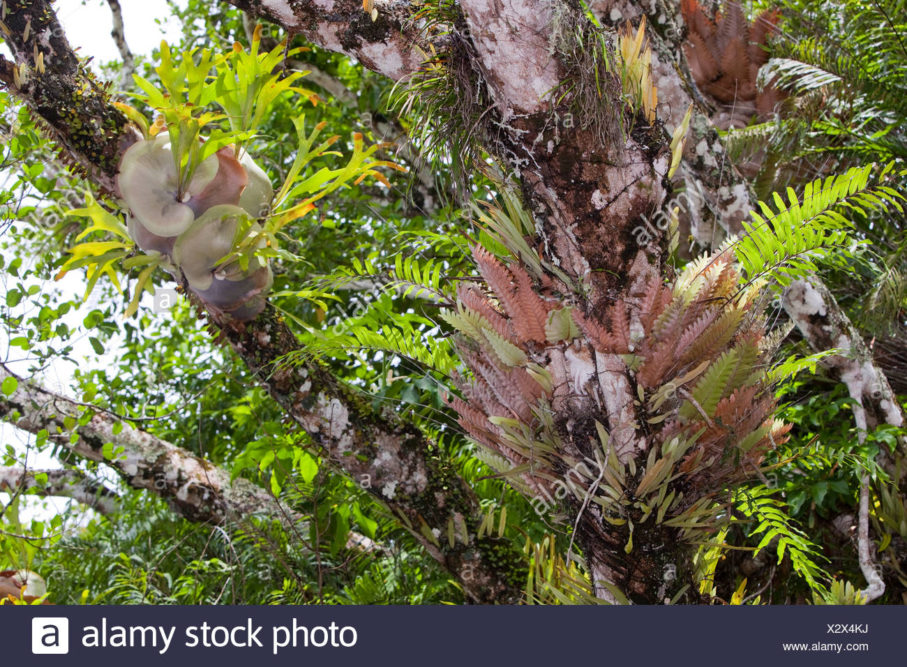 Daintree Rainforest Queensland High Resolution Stock Photography and ...