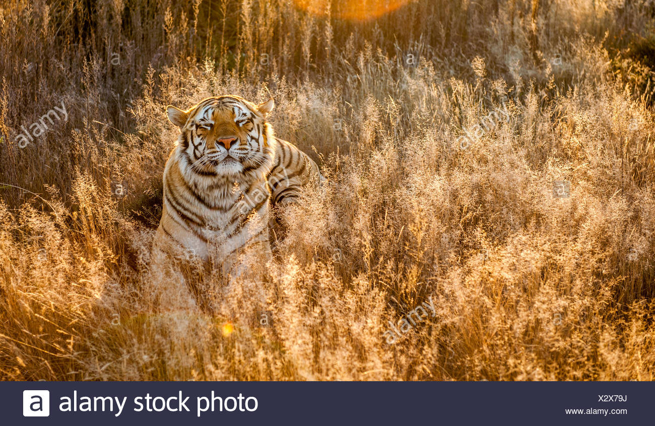 Tiger Camouflage Grass High Resolution Stock Photography and Images - Alamy