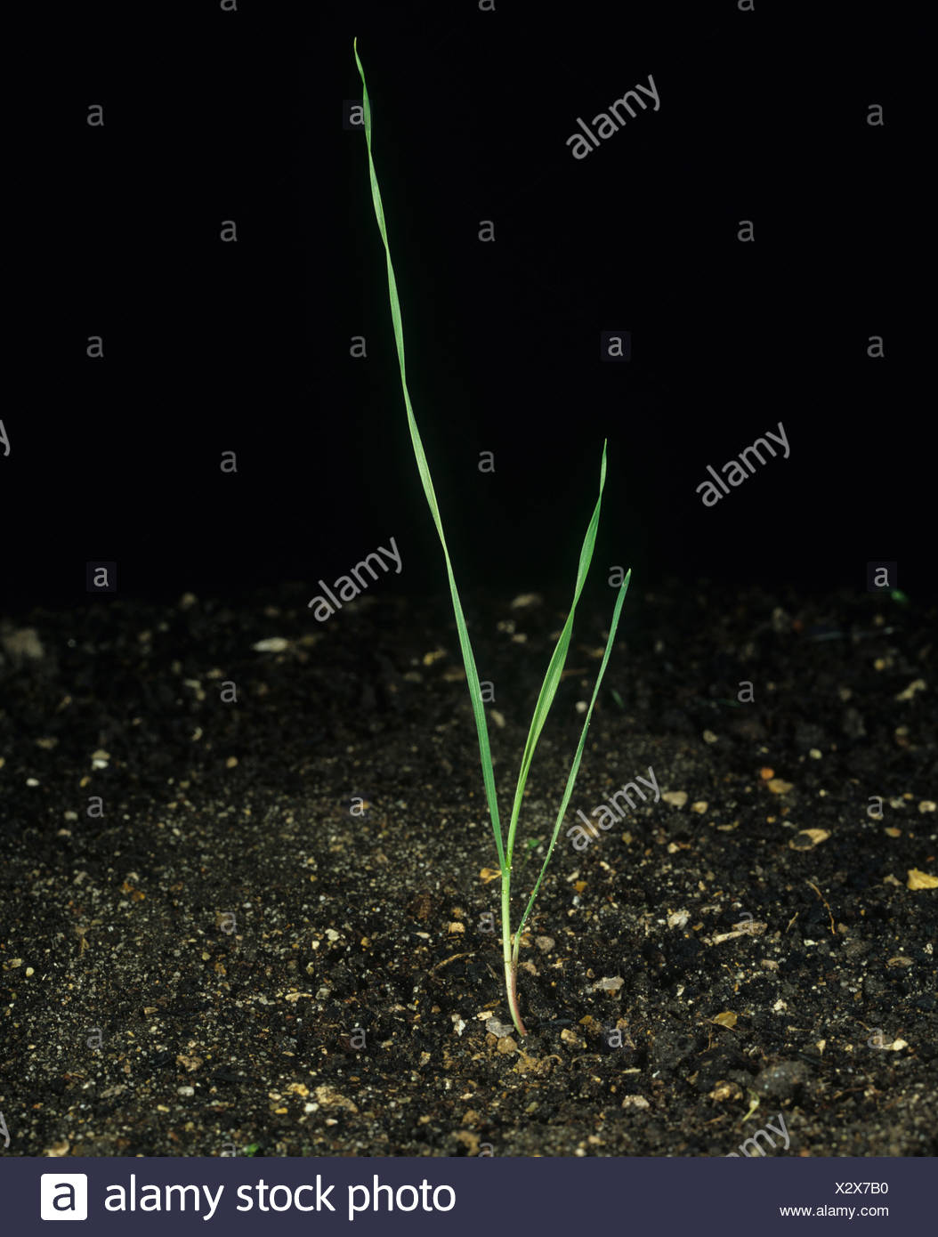 3 Leaf Stage High Resolution Stock Photography and Images - Alamy