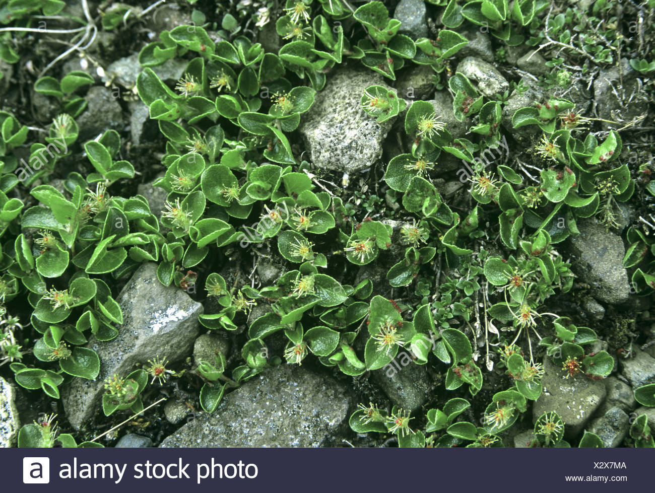 Dwarf Willow Tree Mountain High Resolution Stock Photography and Images ...