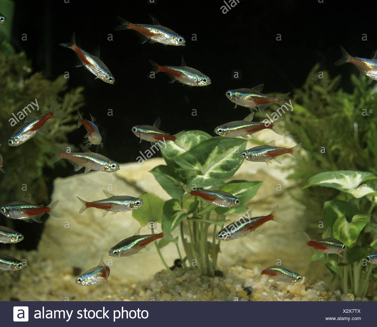 Neon Tetras Paracheirodon Innesi High Resolution Stock Photography and ...