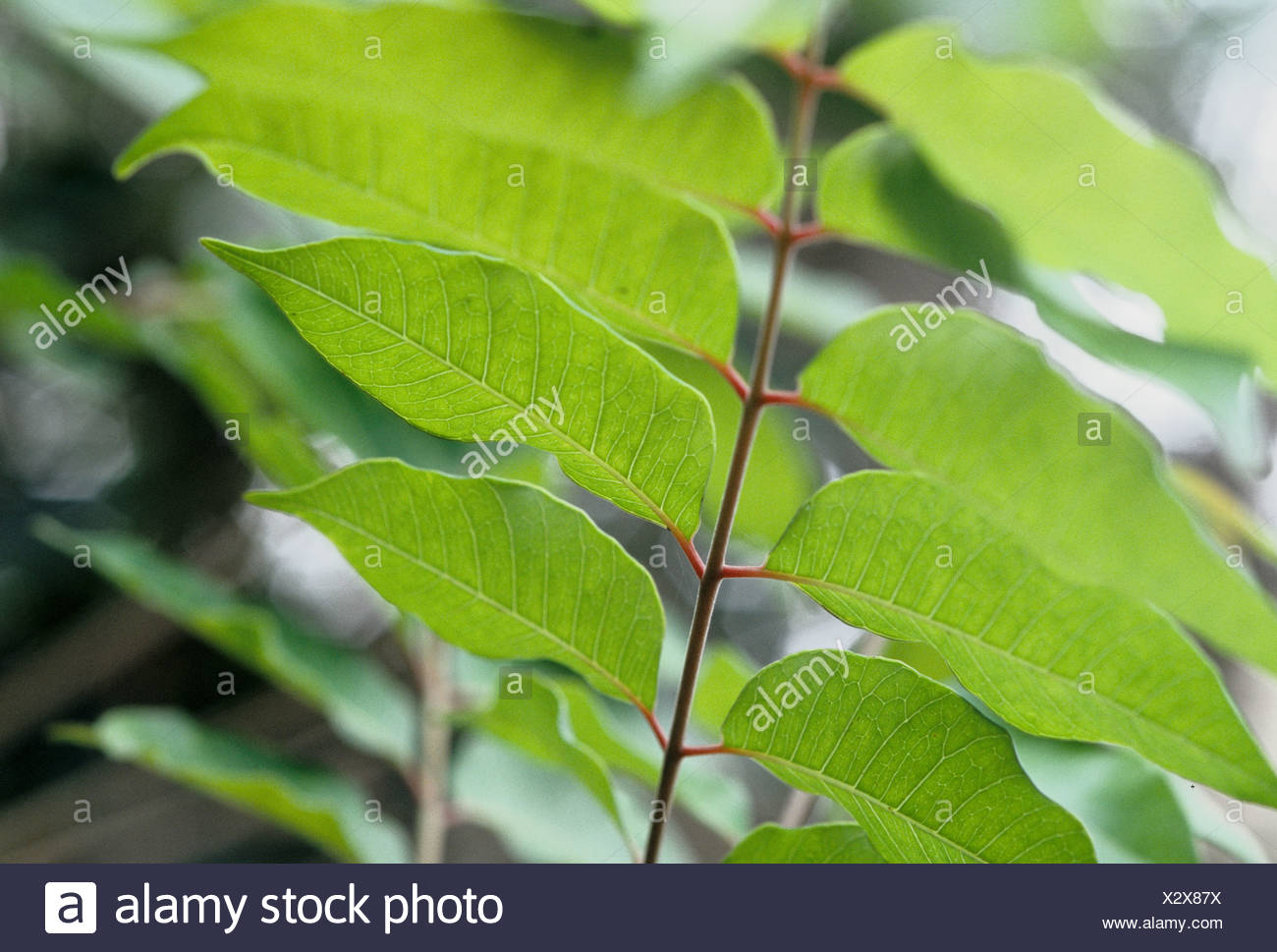 Spondias Mombin Stock Photos & Spondias Mombin Stock Images - Alamy