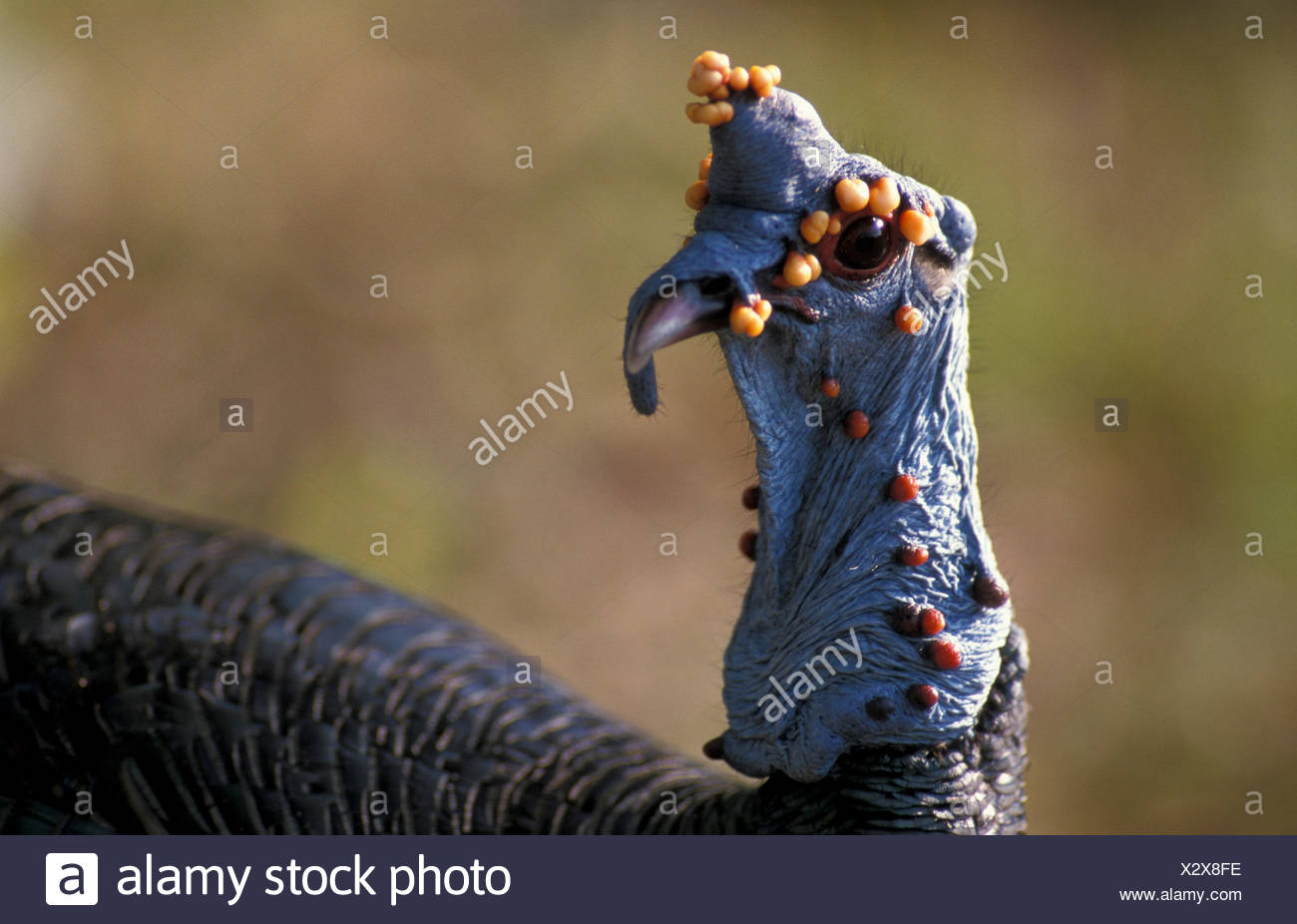 Tikal Turkey High Resolution Stock Photography and Images - Alamy