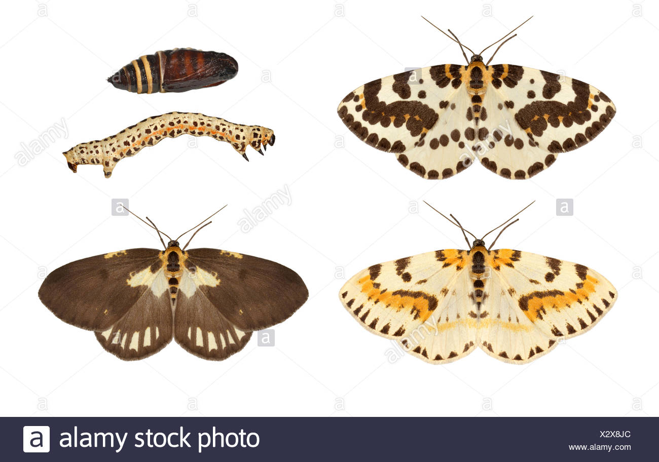 Adult Forms High Resolution Stock Photography and Images - Alamy