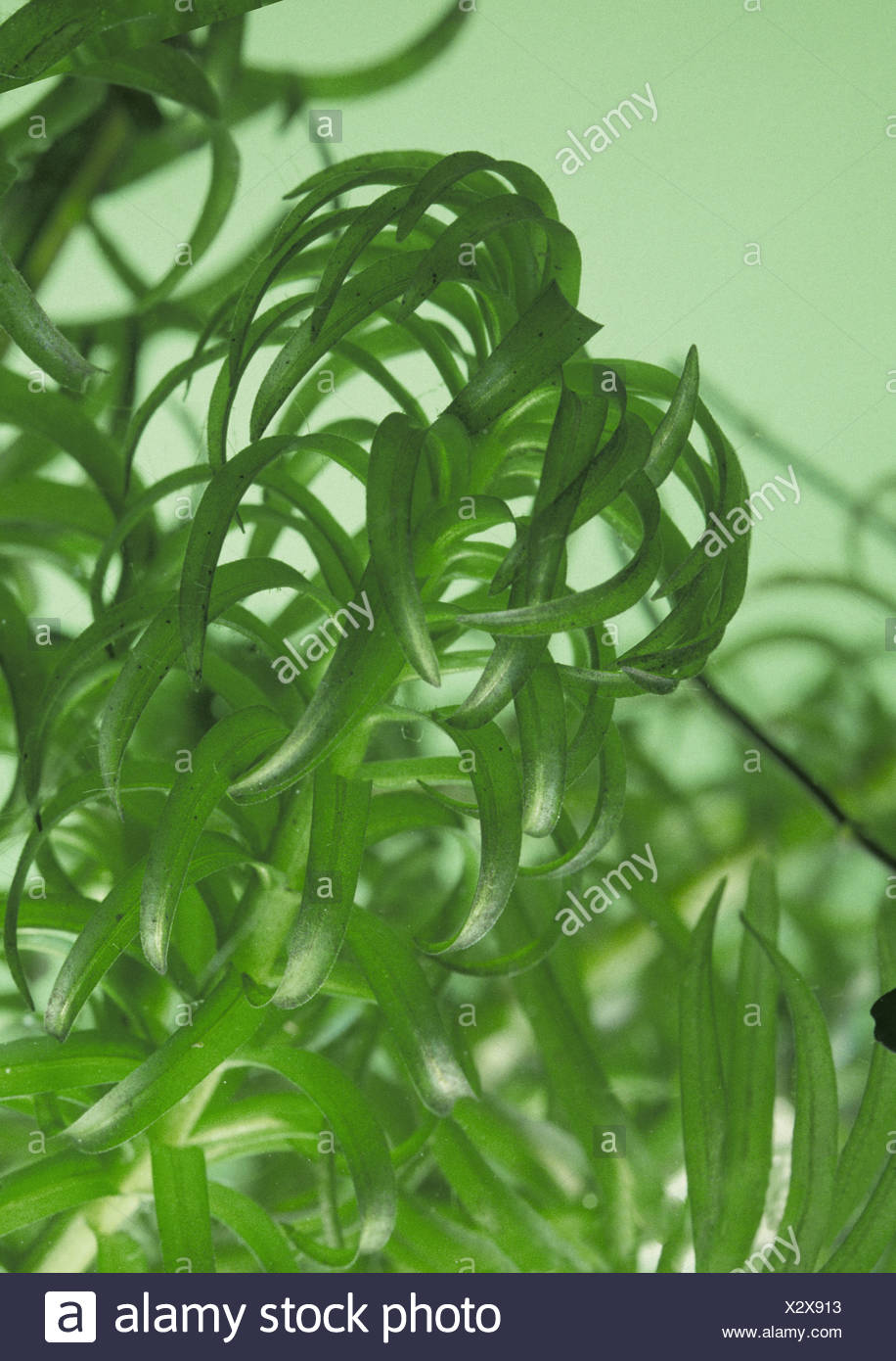 Elodea Leaf High Resolution Stock Photography and Images - Alamy