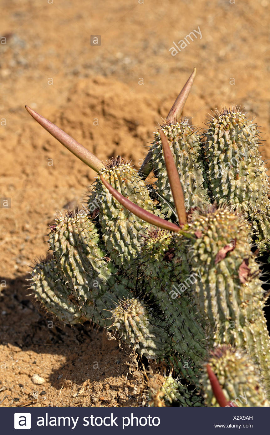Hoodia Gordonii High Resolution Stock Photography and Images - Alamy