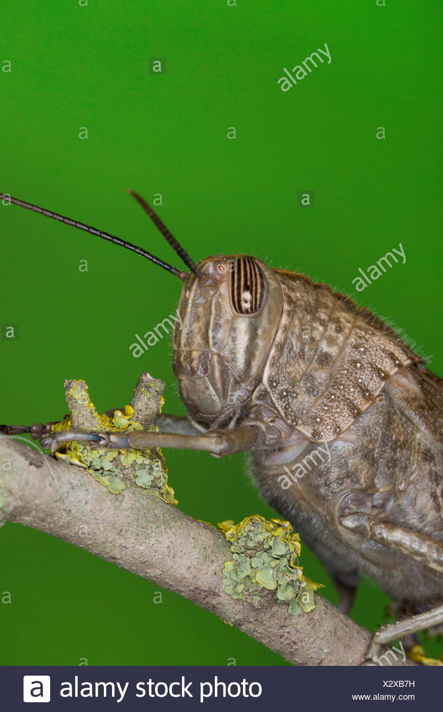 Egyptian Grasshoppers High Resolution Stock Photography and Images - Alamy