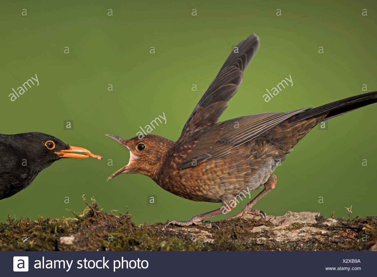 Angry Aggressive Flapping High Resolution Stock Photography and Images ...