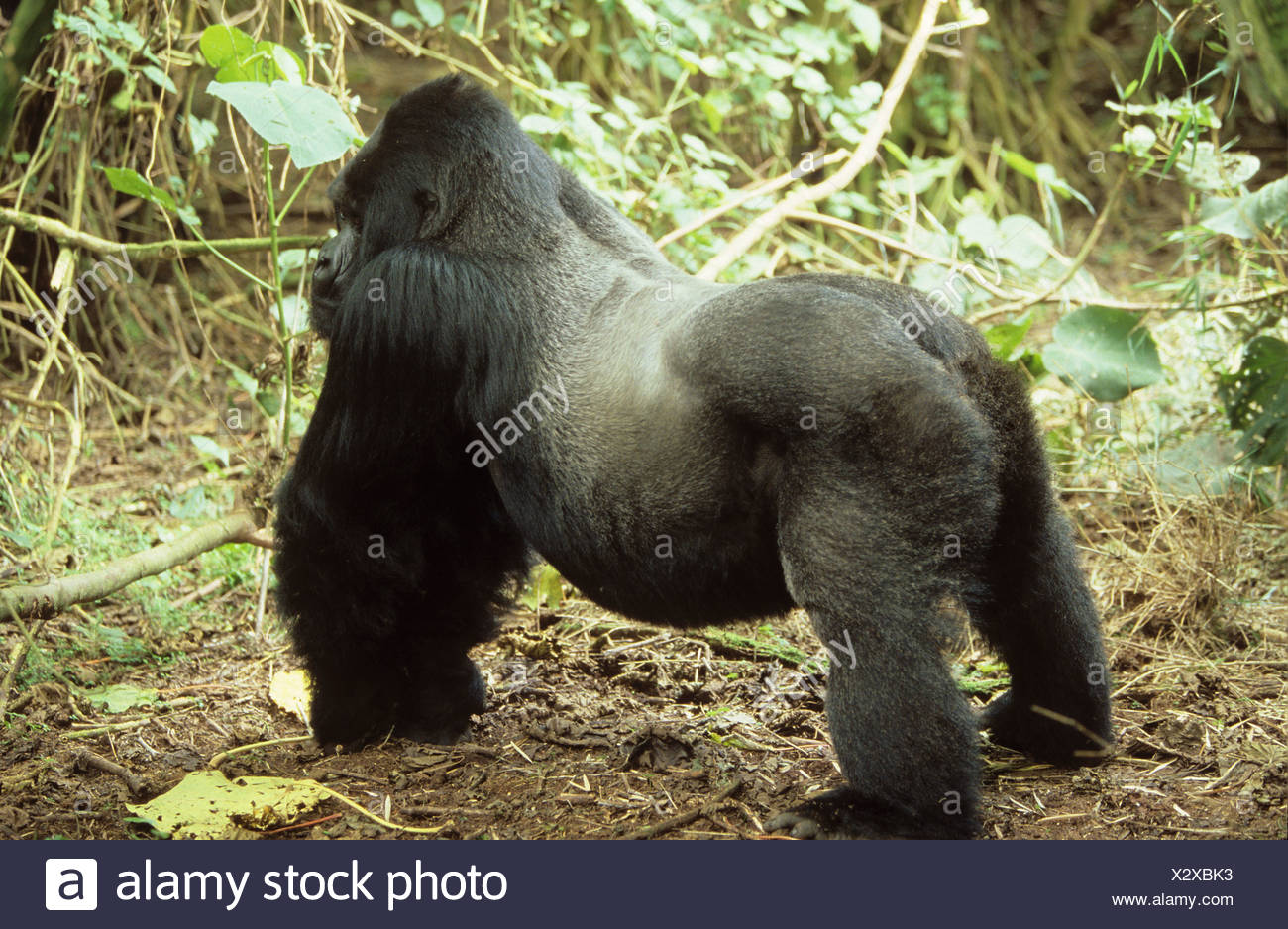 Male Silverback Gorilla High Resolution Stock Photography and Images ...