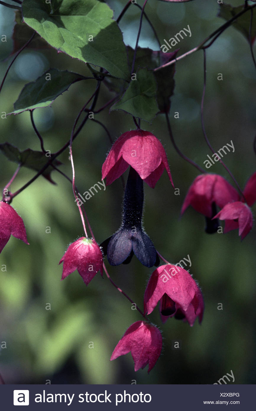Pink Bell Flowers Stock Photos & Pink Bell Flowers Stock Images - Alamy