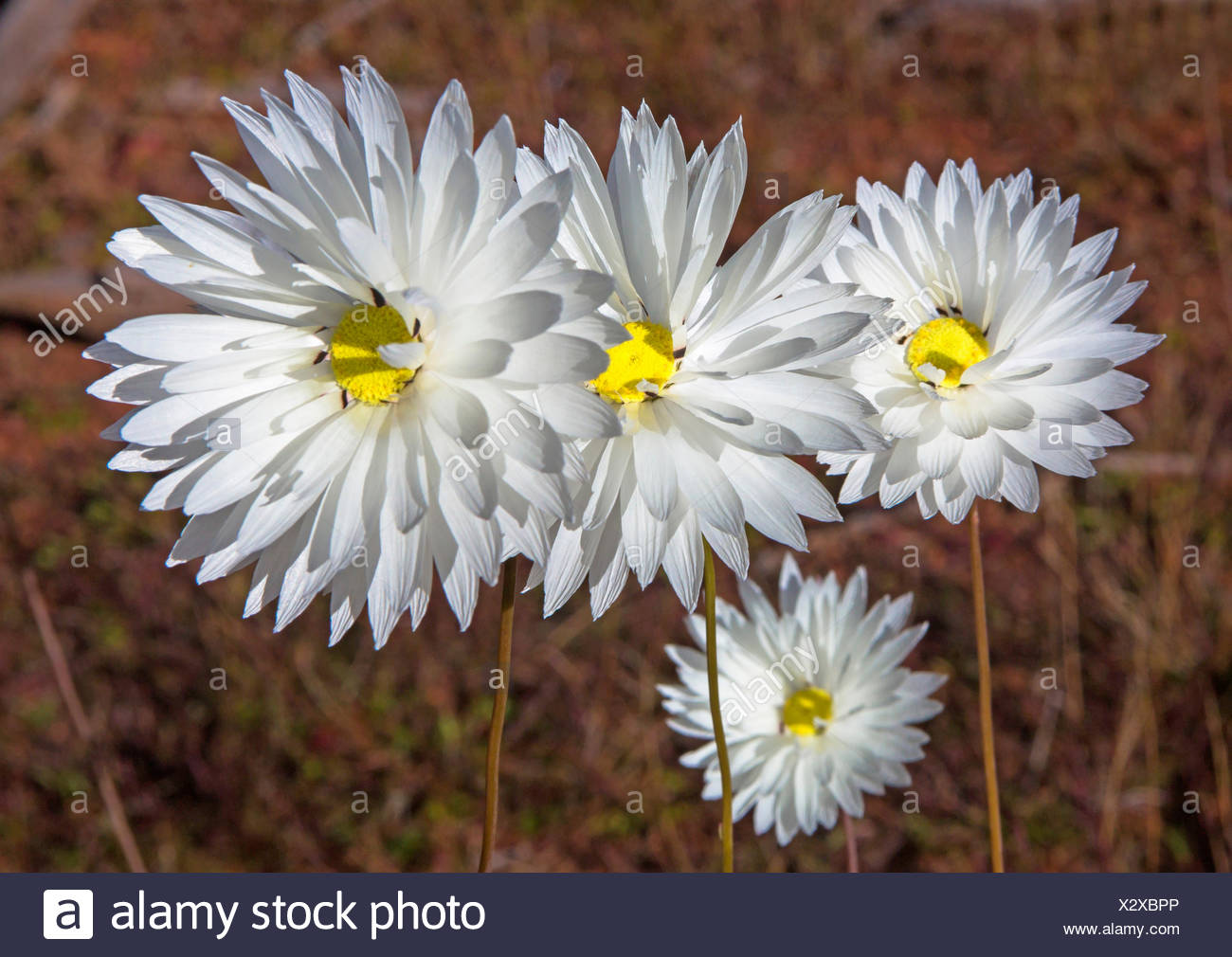 Native Plants Western Australia High Resolution Stock Photography and ...