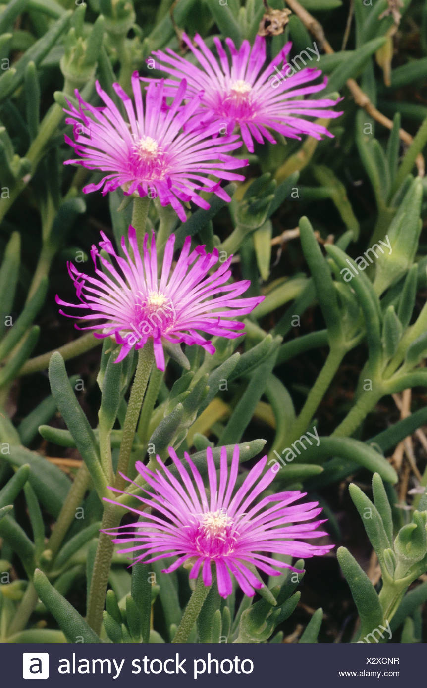 Carpobrotus High Resolution Stock Photography and Images - Alamy