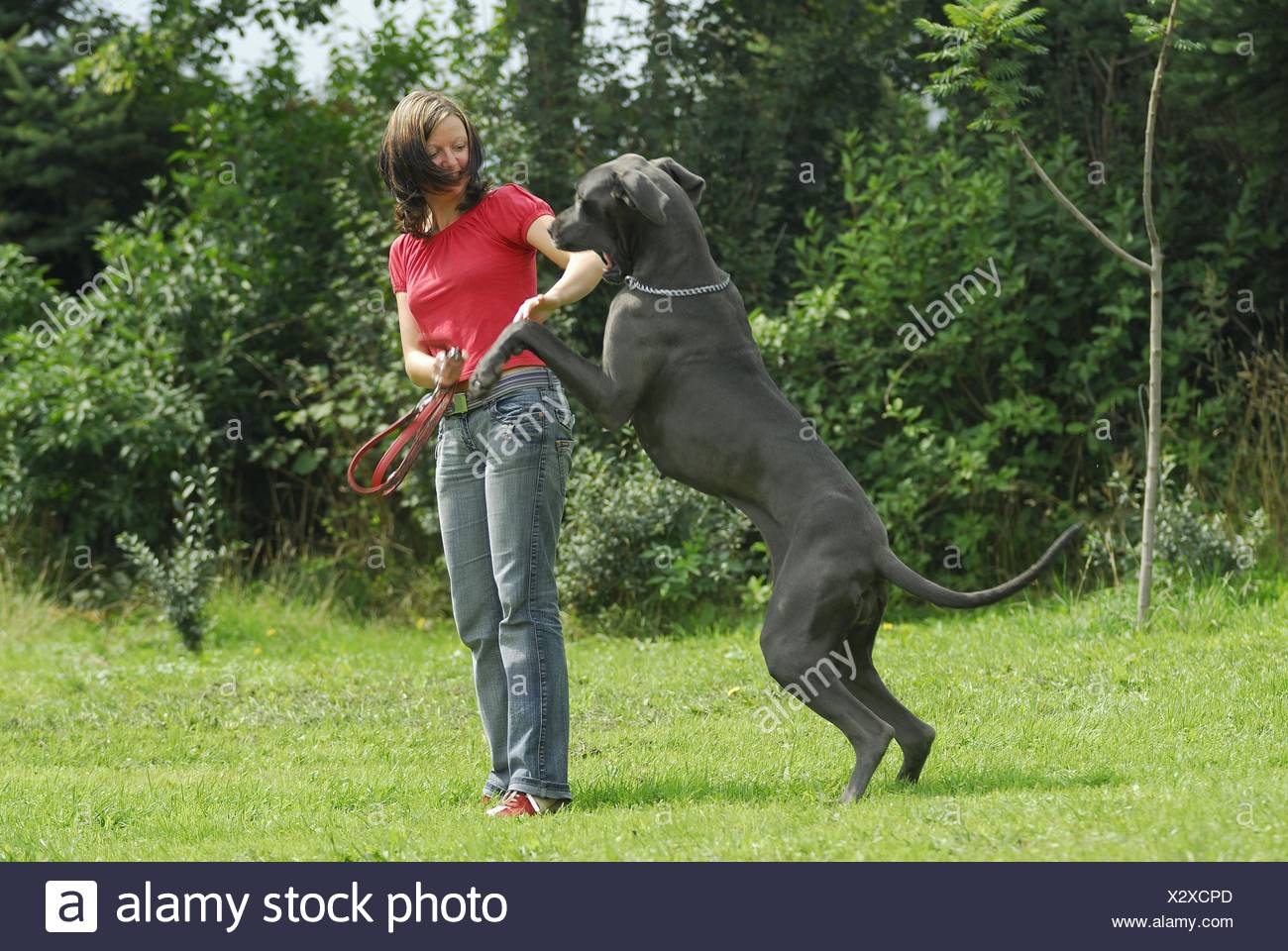 Woman Great Dane High Resolution Stock Photography and Images - Alamy