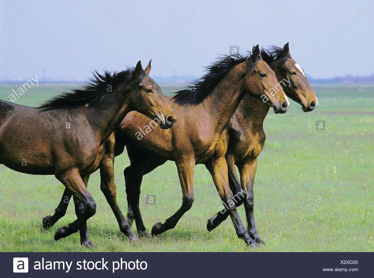 Nonius Horse High Resolution Stock Photography and Images - Alamy