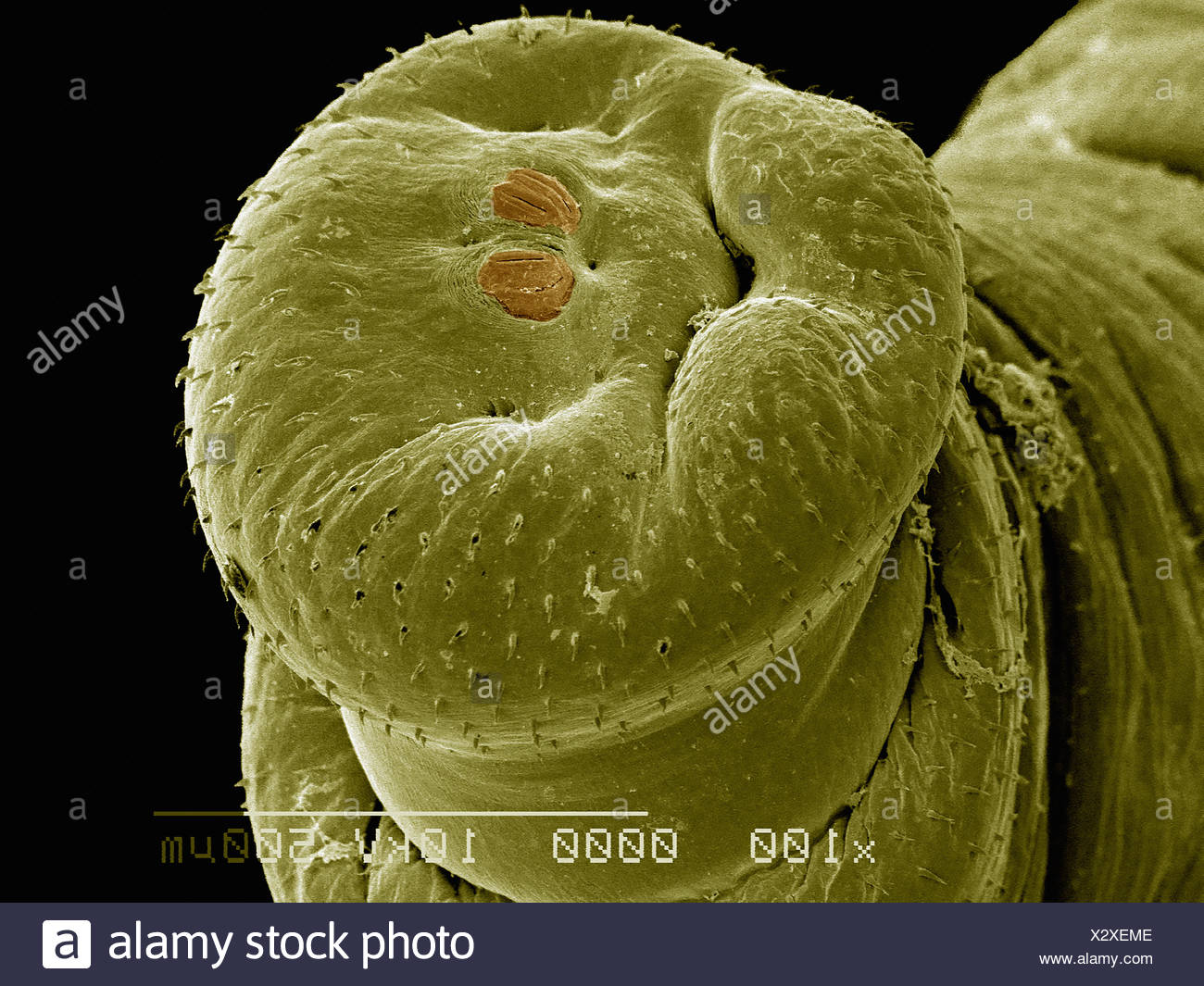 Spiracles Stock Photos & Spiracles Stock Images - Alamy