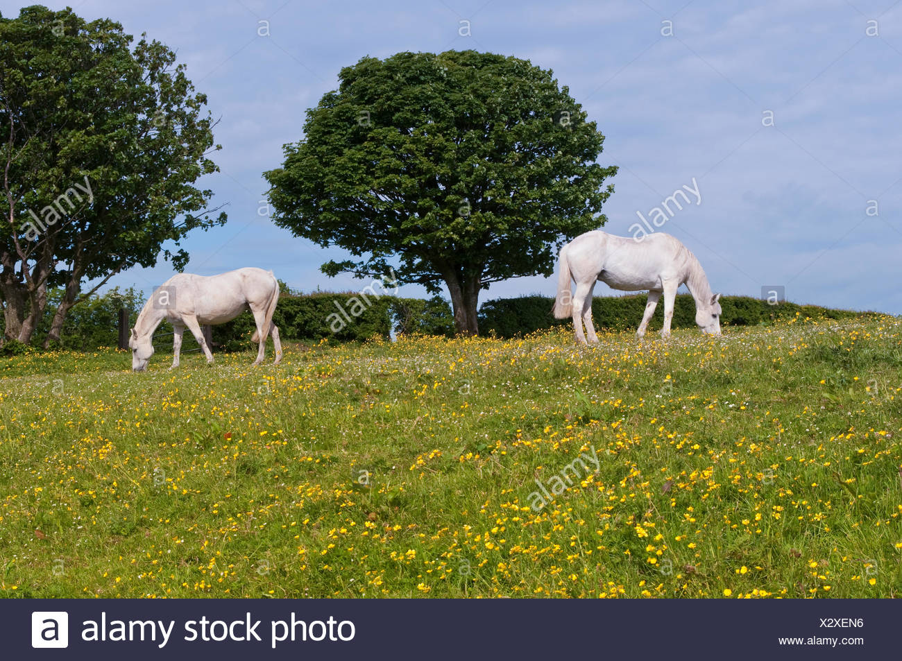 Ireland Farm Animals High Resolution Stock Photography and Images - Alamy