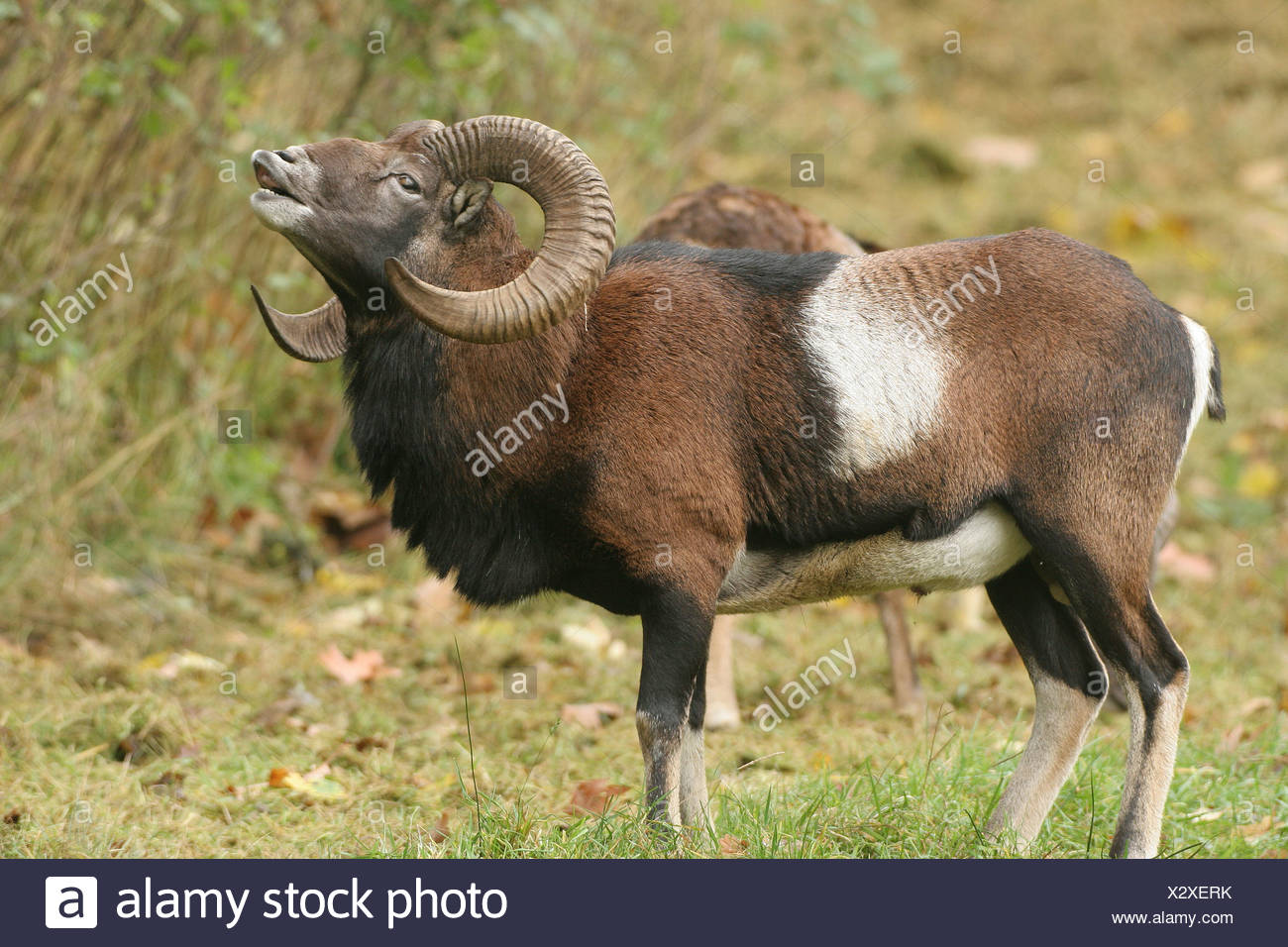 Schafbocke High Resolution Stock Photography and Images - Alamy