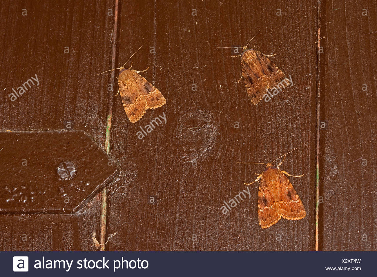 Insect Fences High Resolution Stock Photography and Images - Alamy