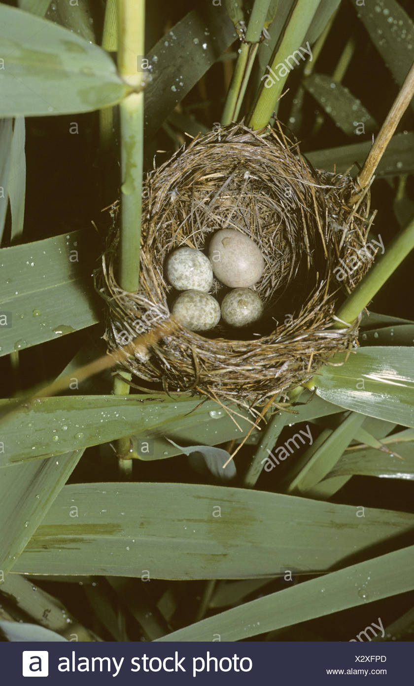 Reed Warbler Egg High Resolution Stock Photography and Images - Alamy