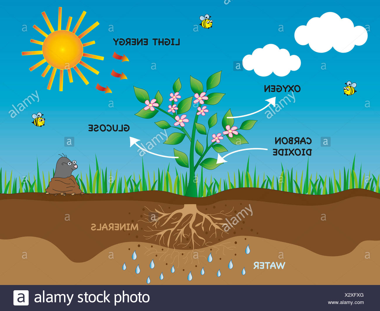Best Photosynthesis Diagram Illustrations Royaltyfree