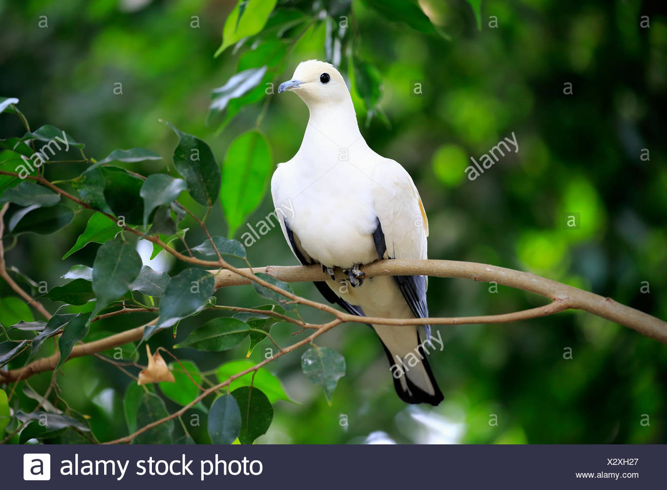 Ducula Imperial High Resolution Stock Photography and Images - Alamy