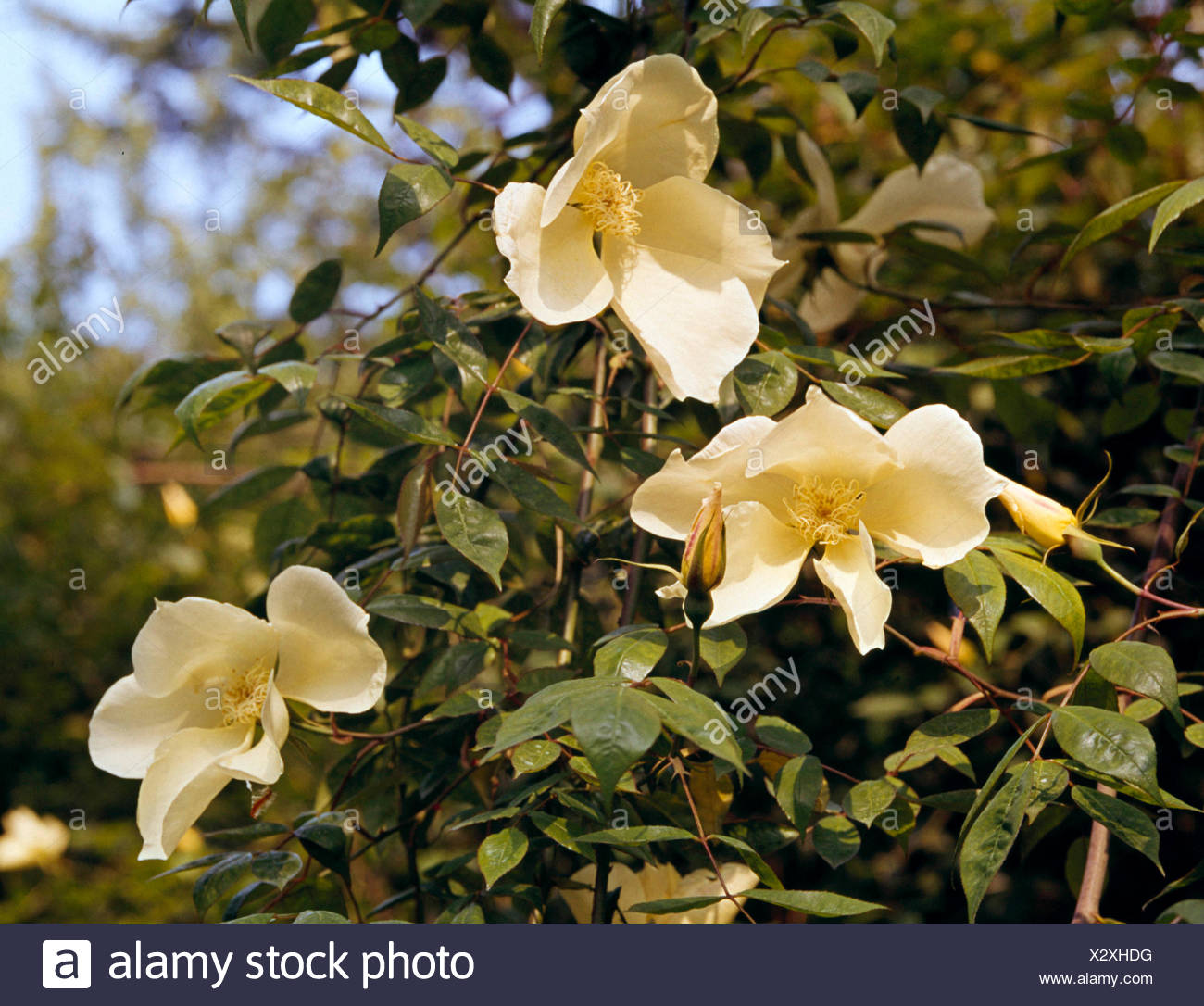 Roses Rosa X High Resolution Stock Photography and Images - Alamy
