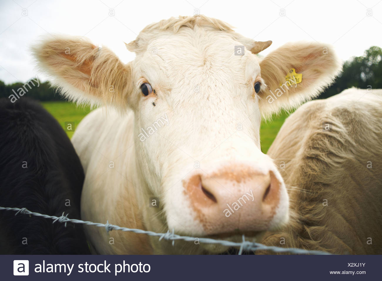 Cows Head Stock Photos & Cows Head Stock Images - Alamy