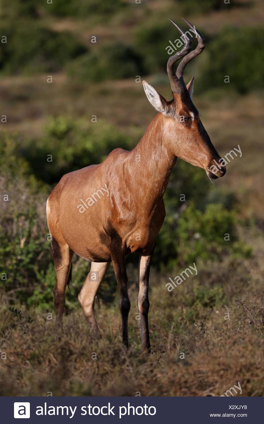 African Antelope With Curved Horns High Resolution Stock Photography ...