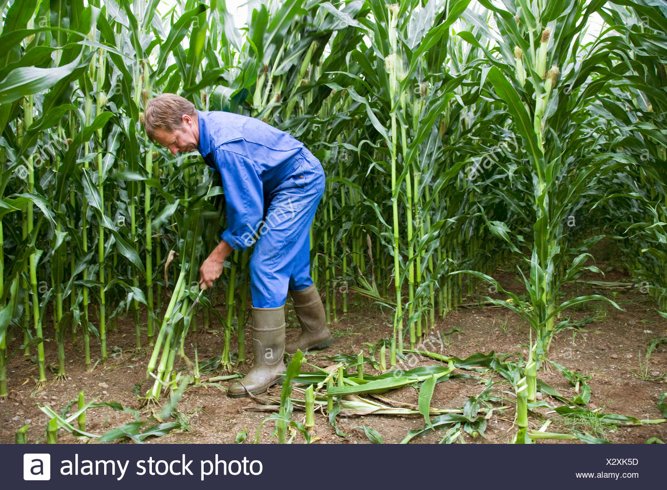Harvest Standing Corn High Resolution Stock Photography and Images - Alamy