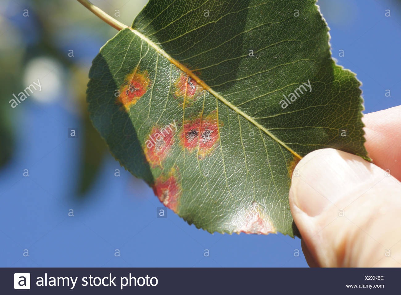 Pear Rust Stock Photos & Pear Rust Stock Images - Alamy
